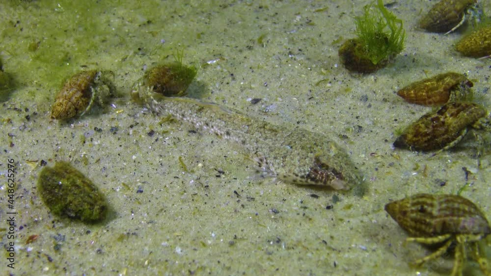 Fish of the Black Sea, Female Sailfin dragonet (Callionymus pusillus ...