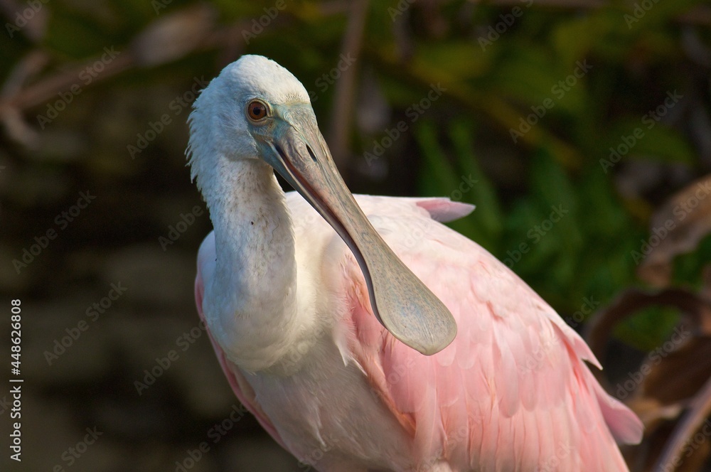 Espátula Rosada, Roseate Spoonbill (Platalea ajaja) en ecosistema de ...