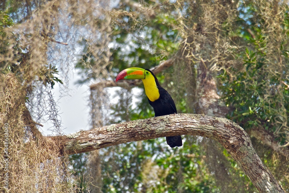 Foto de Tucán Real, Keel-billed toucan (Ramphastos sulfuratus) en ...