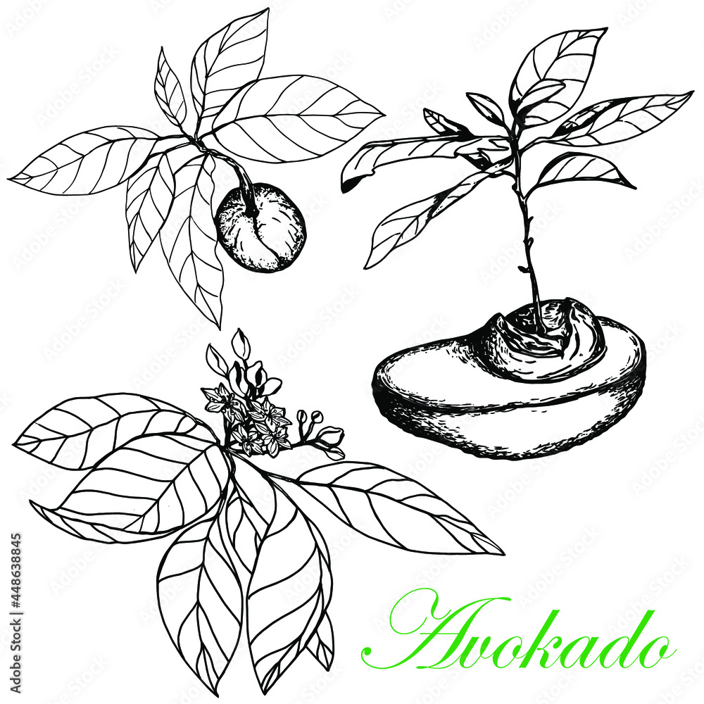 Avocado. Collection. Leaves and flowers. Branch from a tree. Whole and ...