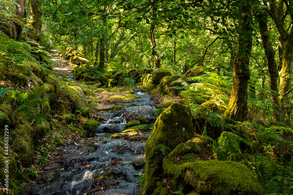 Forest Stream Path