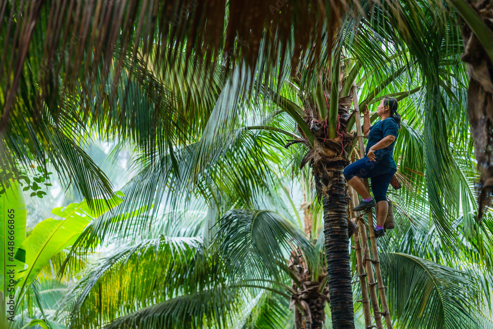 farmer in coconut tree farm harvesting fresh coconut palm juice Stock ...