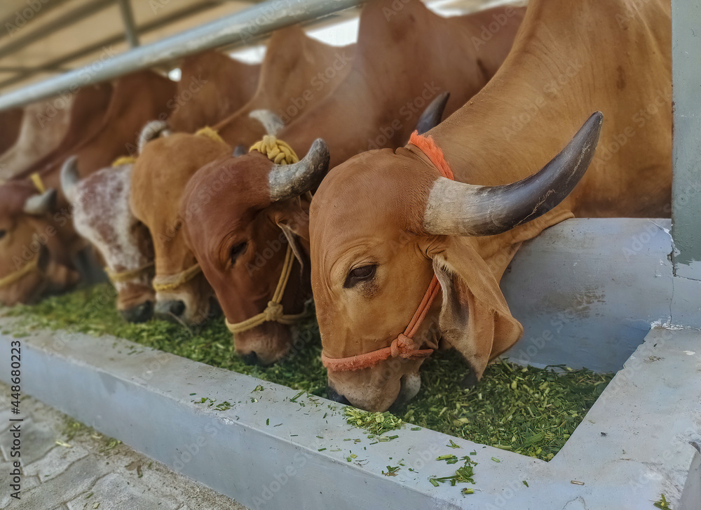 Gir breed of cows feeding in a dairy farm in India. Stock Photo | Adobe ...