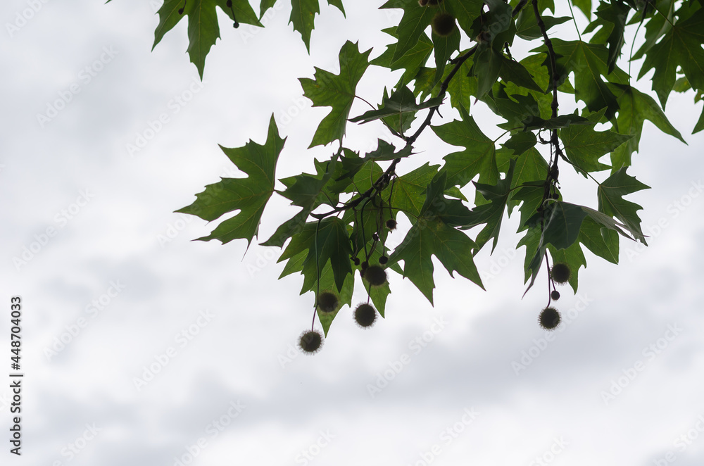 The branches of a sycamore tree with green leaves and seeds agai Stock ...