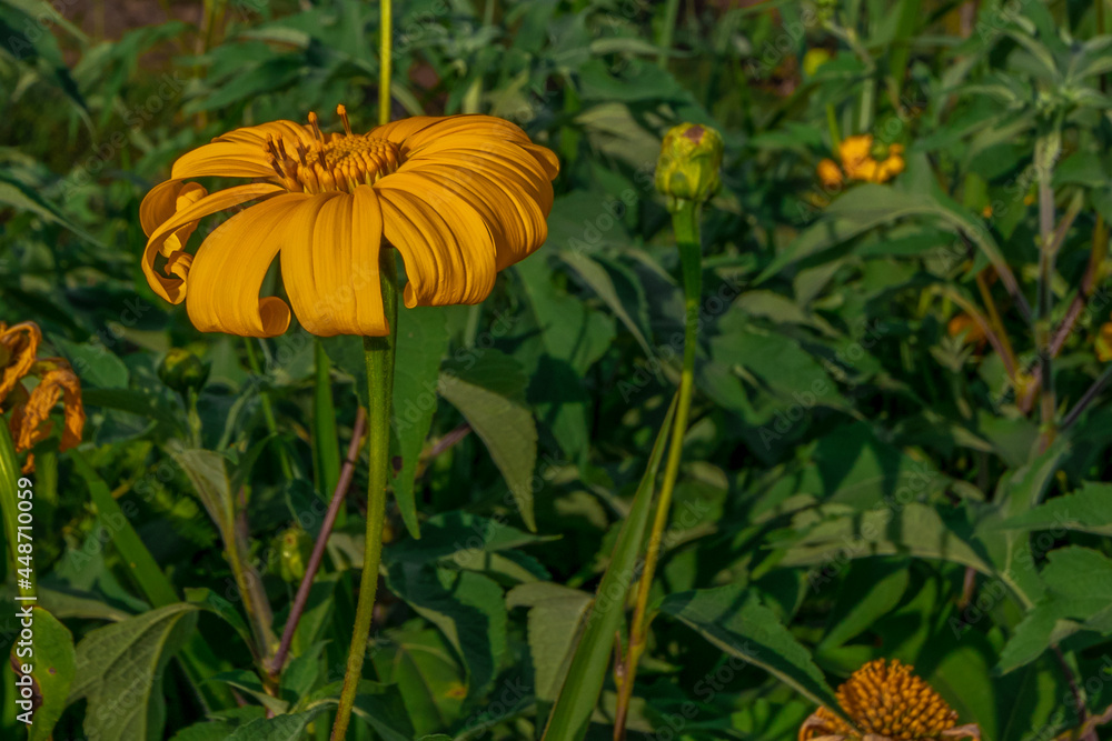 Sunflower (Helianthus annuus) is a native American annual plant, which ...
