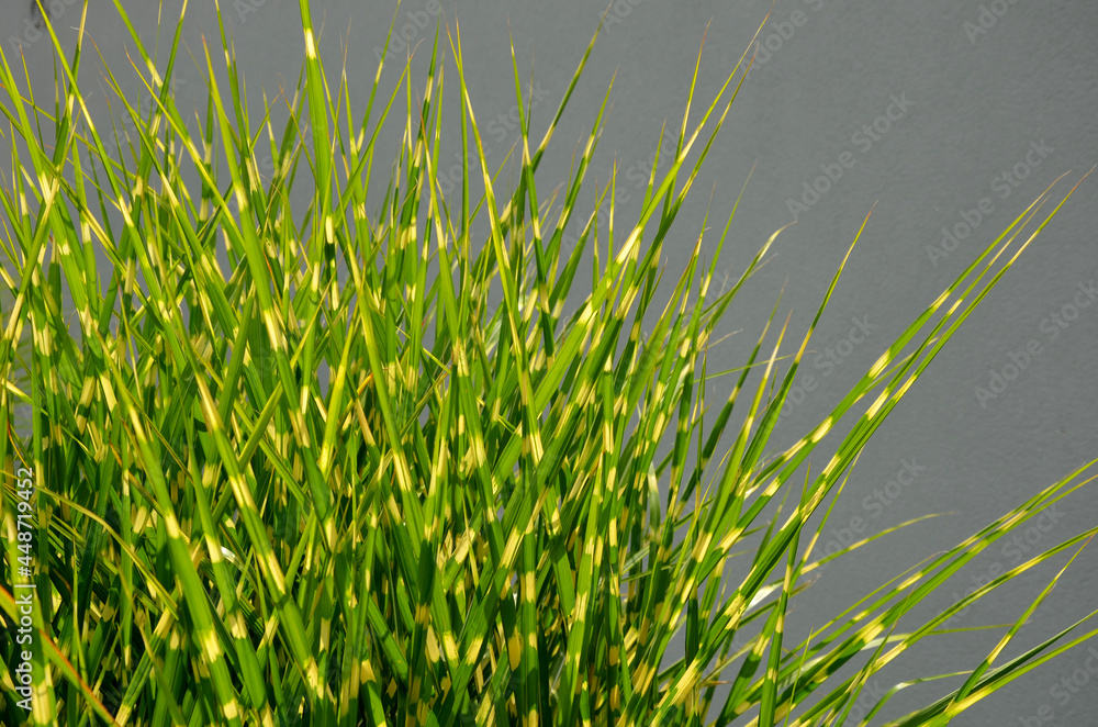 Its fresh, deep green color of delicate leaves looks elegant and ...