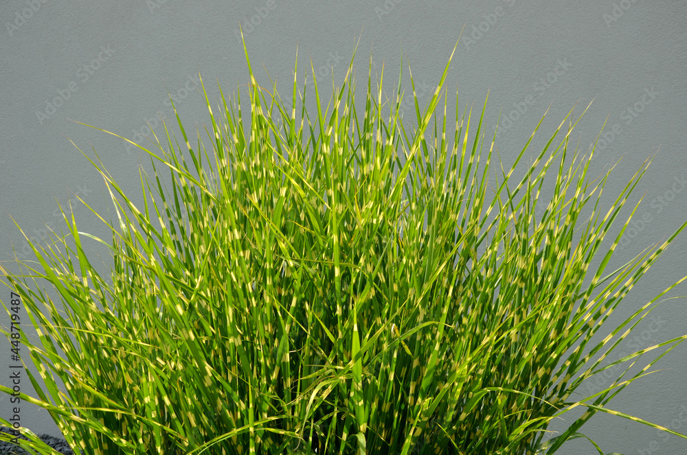 Its fresh, deep green color of delicate leaves looks elegant and ...