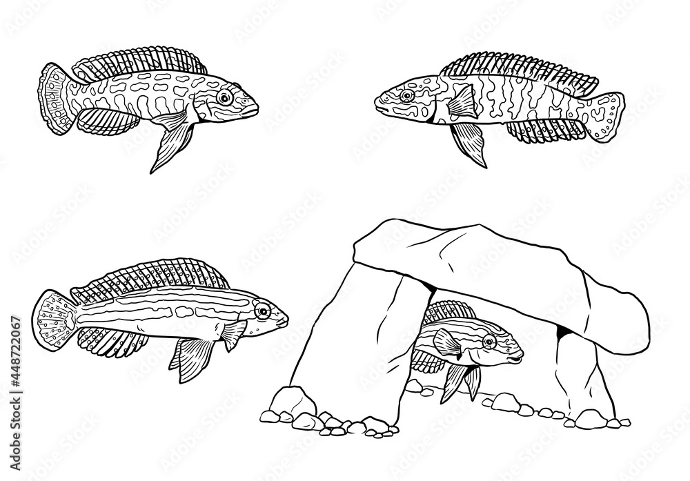 Сichlids from the Tanganyika lake for coloring. Colorful african fish ...