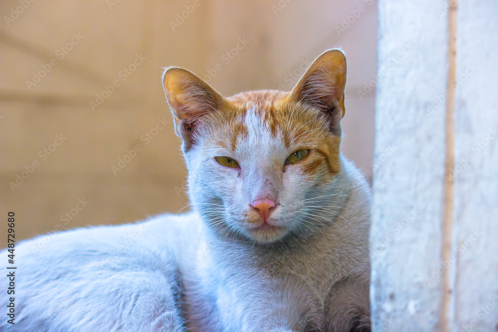 Portrait of cute looking Cat with Yellow eyes and whiskers, nice Soft ...
