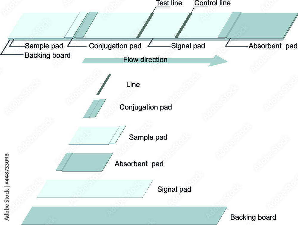 Component of rapid strip test for diagnosis. Lateral flow immunoassay ...