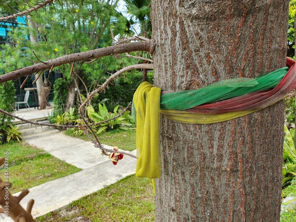 Three colors of cloth (red, yellow, green) are tied to a large Sal tree ...