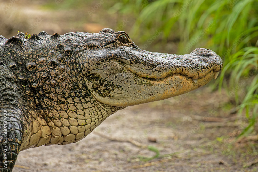 Close up headshot of an American alligator in the Florida Everglades ...