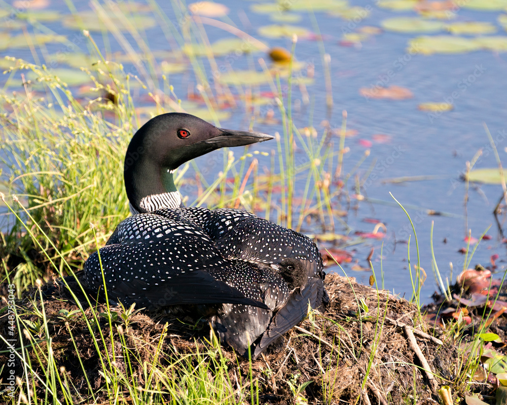 Common Loon Photo. Loon with one day baby chick under her feather wings ...