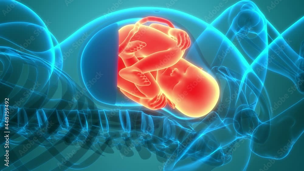 Human Fetus Baby in Womb Anatomy Animation Concept Stock Video | Adobe ...