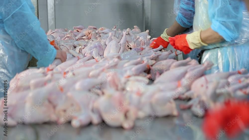 Chicken processing line at poultry farm . Chicken meat production line ...
