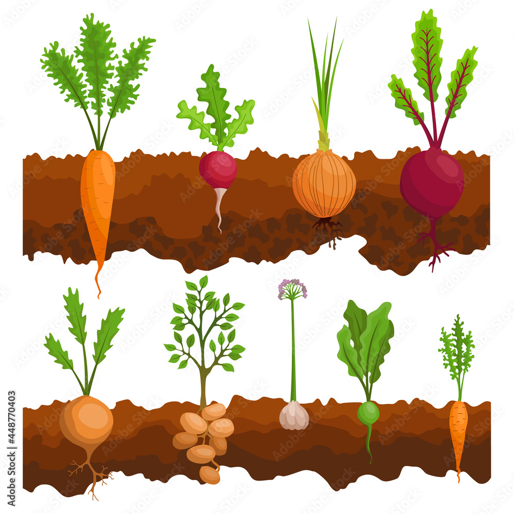 Collection if vegetables growing in the ground. Plants showing root ...