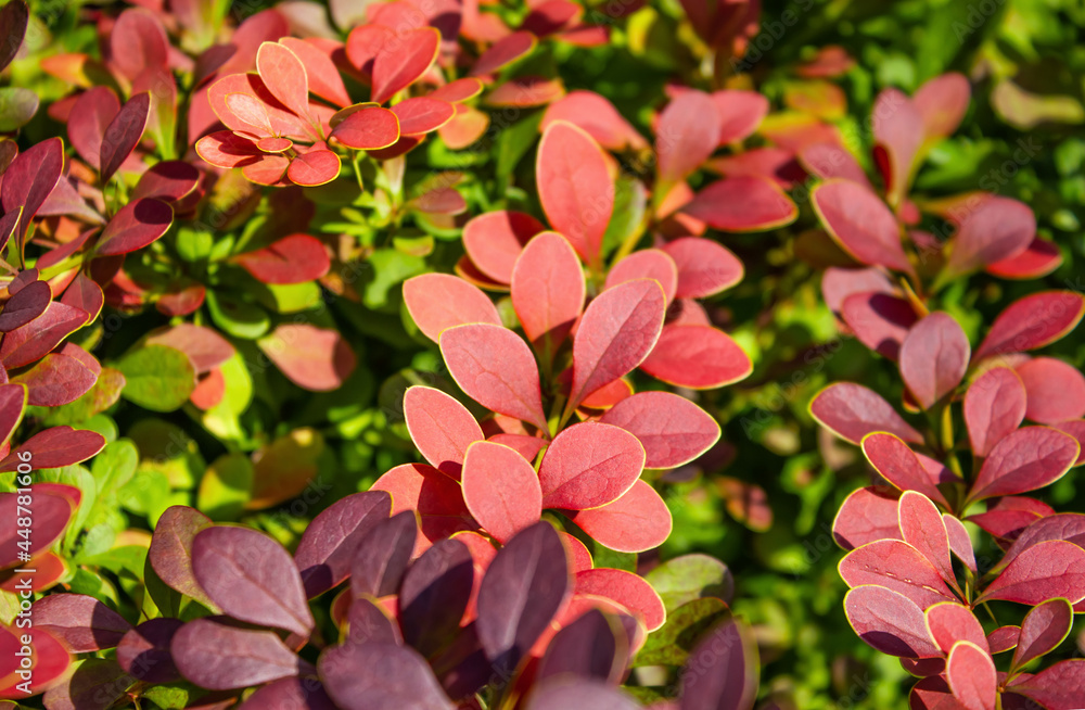Decorative photo of berberis thunbergii or Japanese barberry with red ...