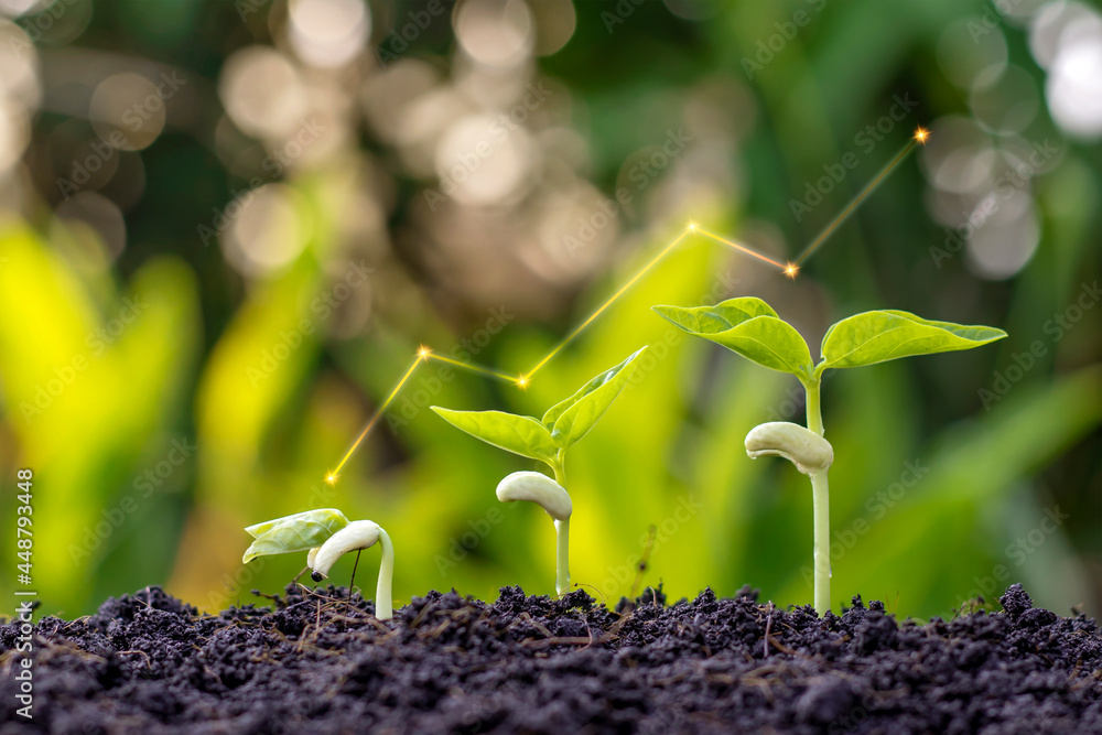 Tree growing in soil and presentation of germination sequence ...
