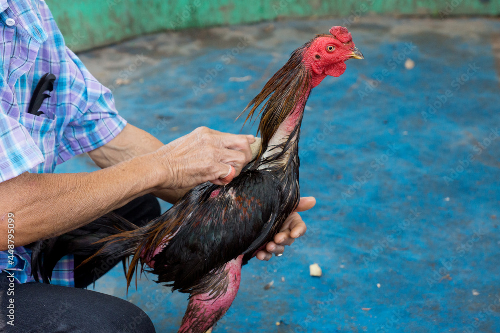 Motion Of Battle Of Chickens Cockfighting Of Asians In The Chicken ...