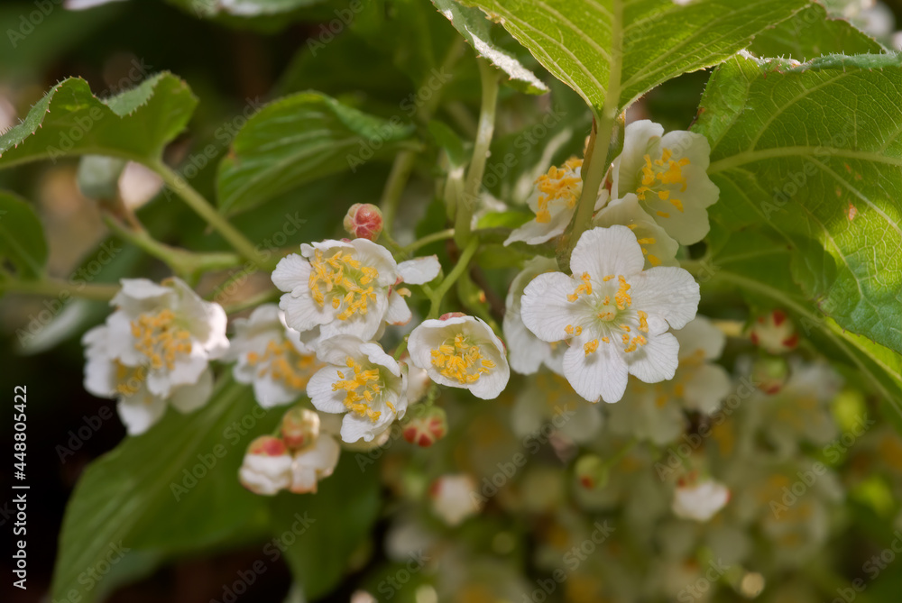 Staminate flower of Variegated Kiwi Vine (Actinidia kolomikta) in ...