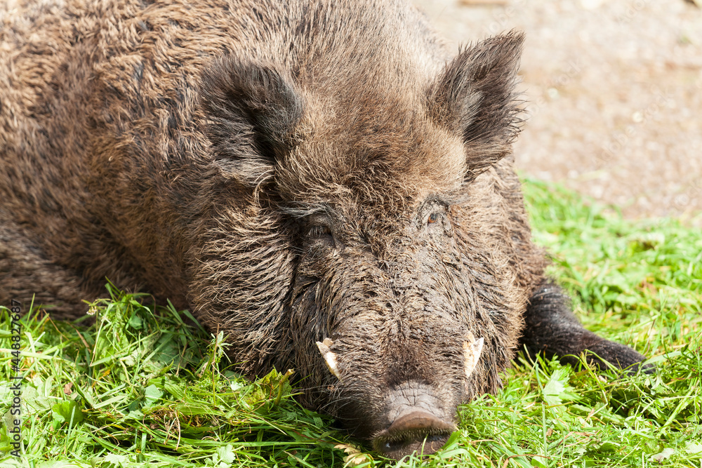Wild boar in happiness, or a symbol of good luck in some countries ...