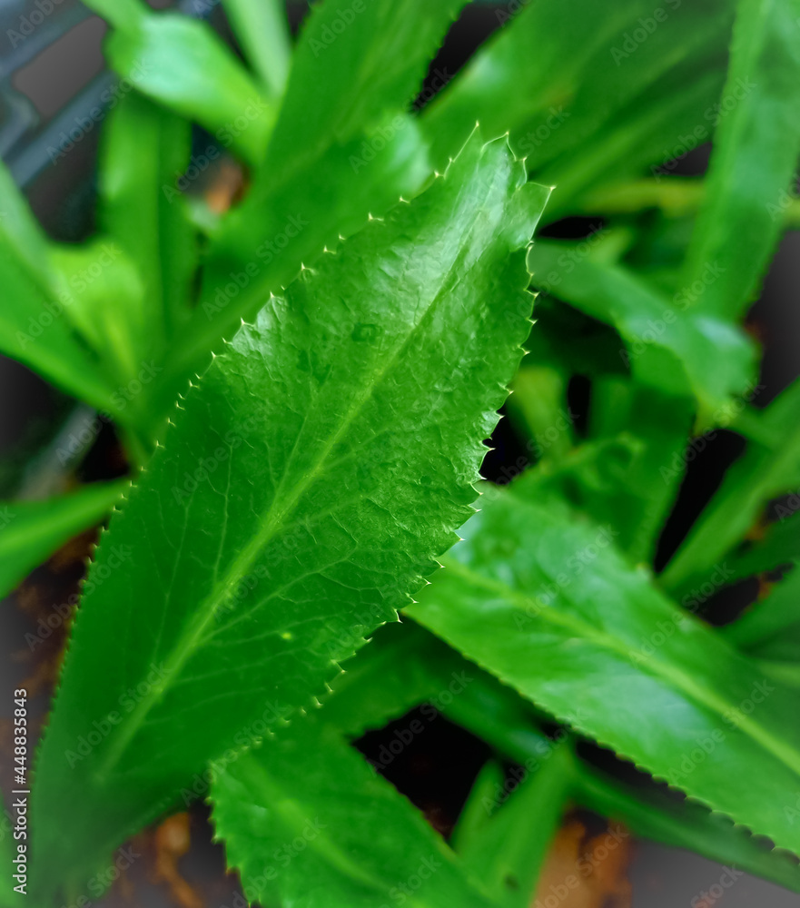 long coriander leaves, Blurred image of long coriander (Eryngium foetidum) leaves, planted in ...