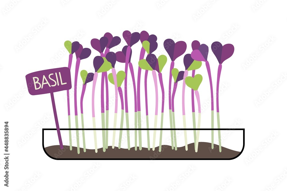 Basil Microgreens in transparent box on white background. Purple basil ...