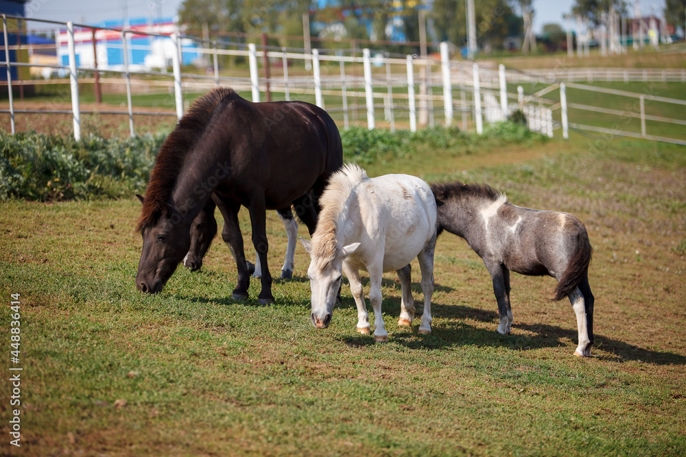 Three ponies grazing at a horse farm, stallion, mare and colt. Stock ...