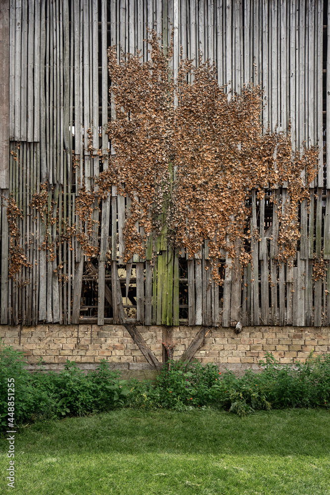 Tabakschuppen zum Trocknen von Tabak in der Pfalz Stock Photo | Adobe Stock