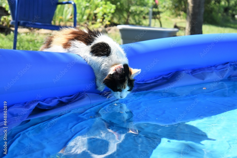 Cat Drinking From a Swimming Pool Stock Photo | Adobe Stock