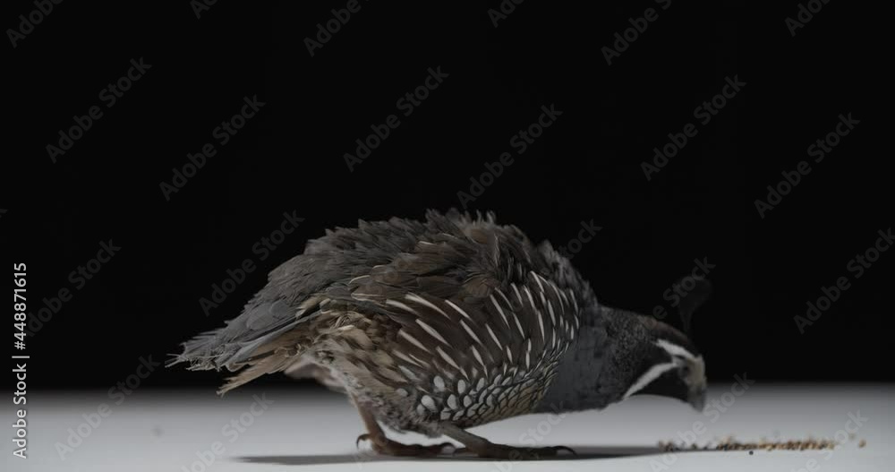 Animals in the studio, footage of a california quail pecking some seeds ...