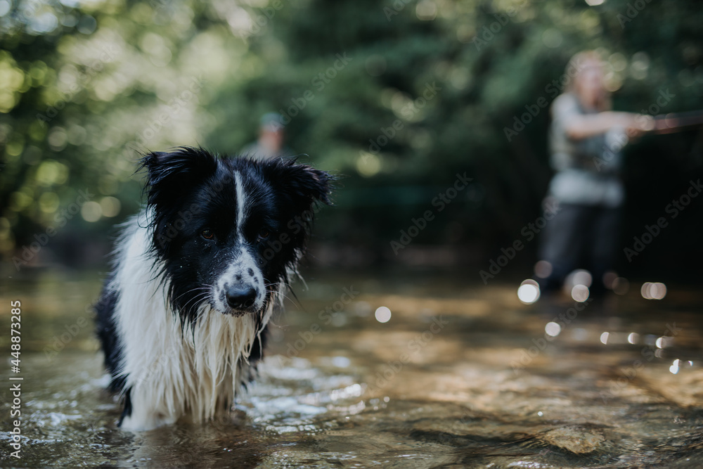 Dog searching for fishes in the river. His owners fishing in background ...