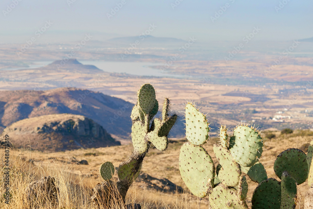 Cactus desert Stock Photo | Adobe Stock
