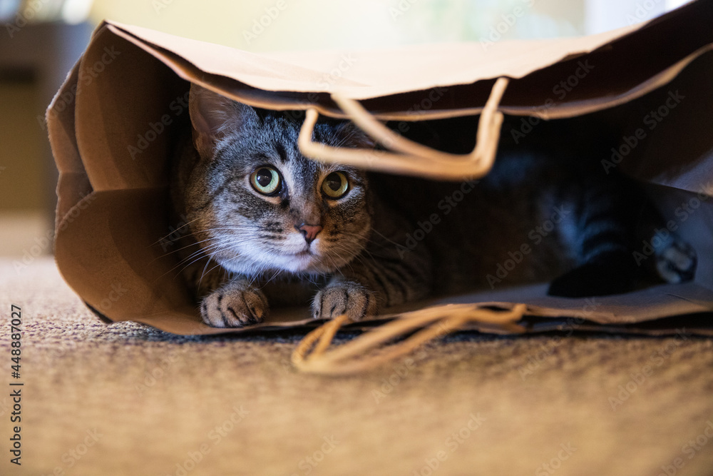 Cat in a bag Stock Photo | Adobe Stock