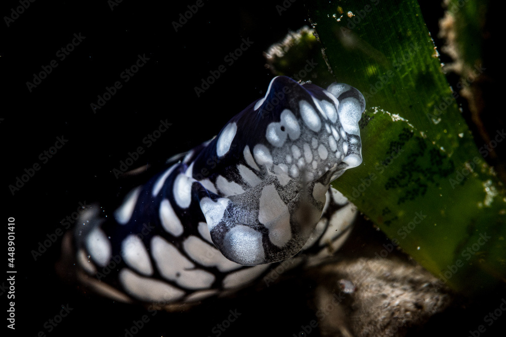 Marine slug with scientific name Tubulophilinopsis pilsbryi Stock Photo ...