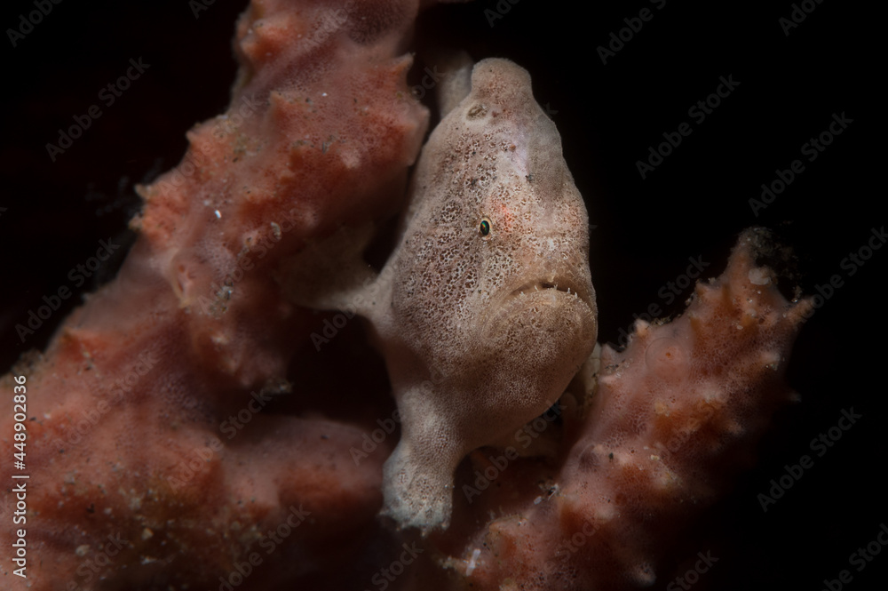 Painted Frogfish