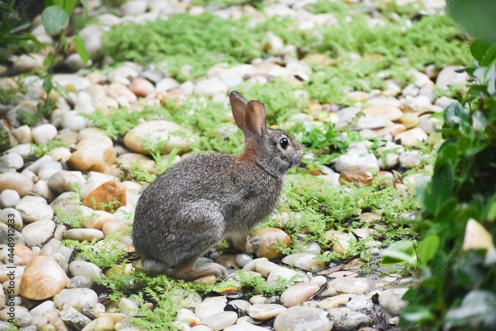 swamp rabbit Sylvilagus palustris aka Marsh Rabbit in grass foto de ...