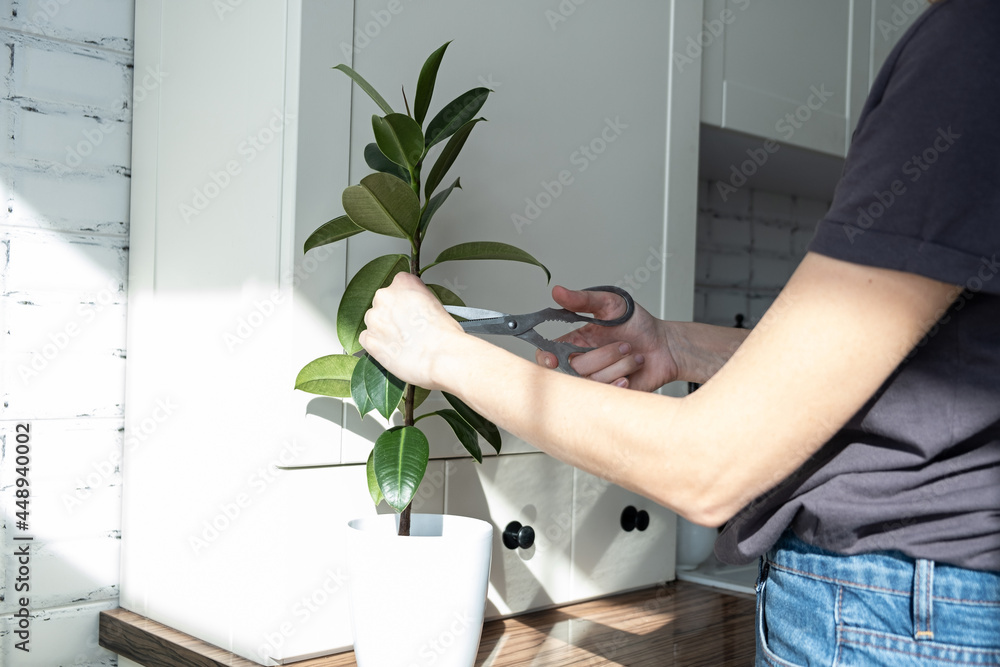 ficus cuttings. Breeding potted plants. Ficus elastica. Stock Photo ...