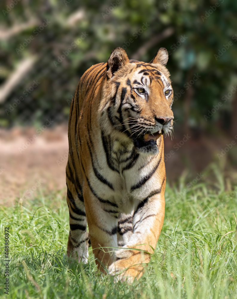 Great tiger male in the nature habitat. Wildlife scene with danger ...