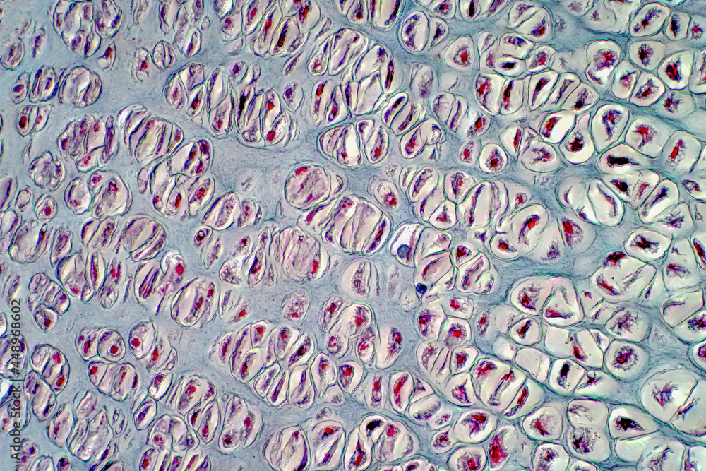 Human cartilage bone under light microscope view for histology ...