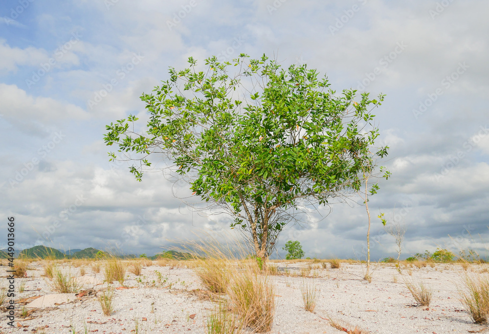 Eucalyptus trees in nature live in arid areas. Eucalyptus trees are ...