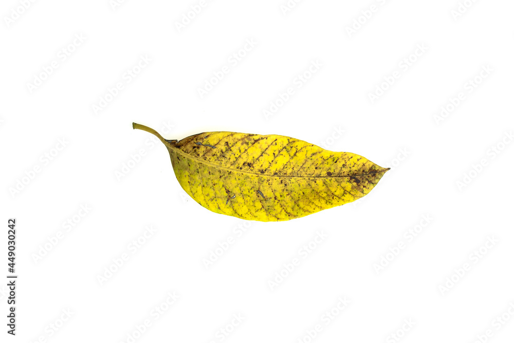 Sick yellow leaf of mango tree.Deficiency of minerals in plant Sick ...