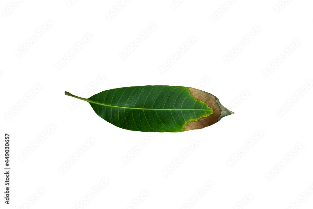 Sick yellow leaf of mango tree.Deficiency of minerals in plant Sick ...