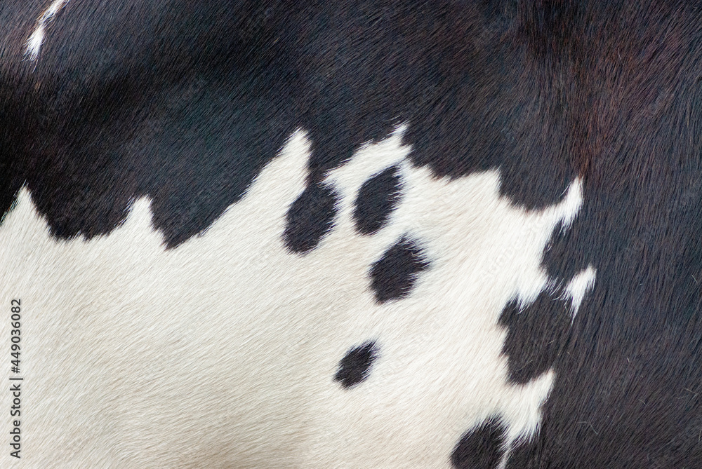 Black and white shiny furry alpine cow skin texture Stock Photo | Adobe ...