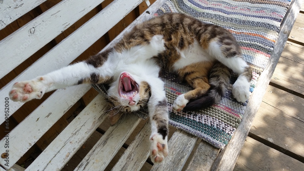 Gähnende Katze Stock Photo | Adobe Stock