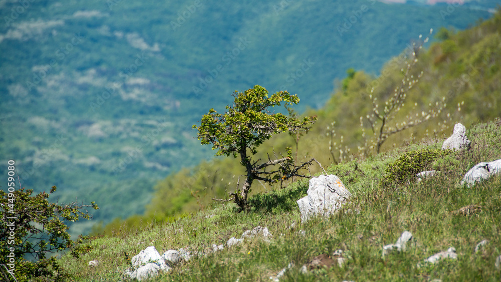 One small tree, Suva Planina (The dry mountain), Serbia Stock Photo | Adobe Stock