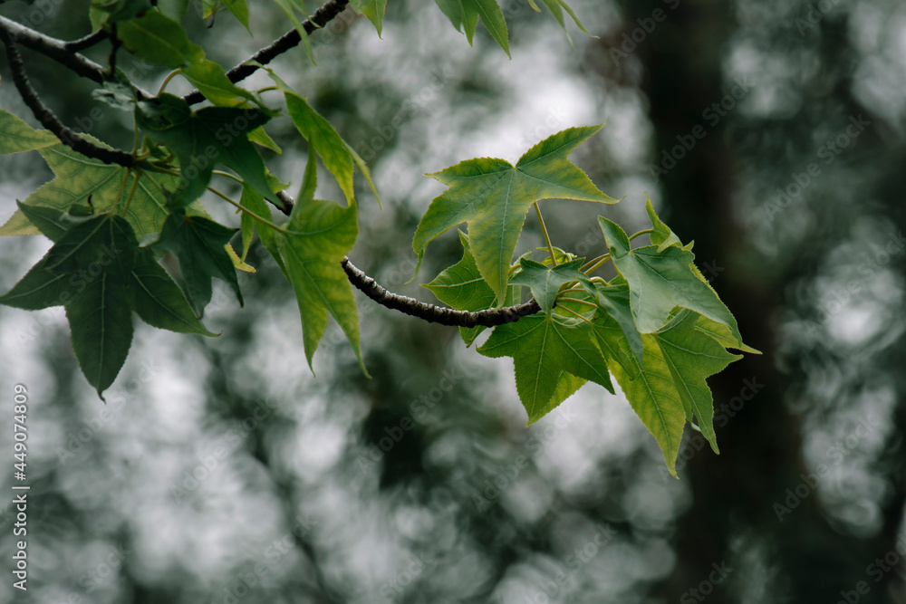 Ramas de arbol o arbustos al aire libre Stock Photo | Adobe Stock
