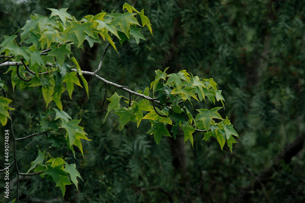 Ramas de arbol o arbustos al aire libre Stock Photo | Adobe Stock