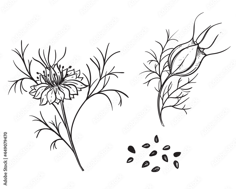 Vetor de Hand drawn sketch black and white of plant black cumin ...
