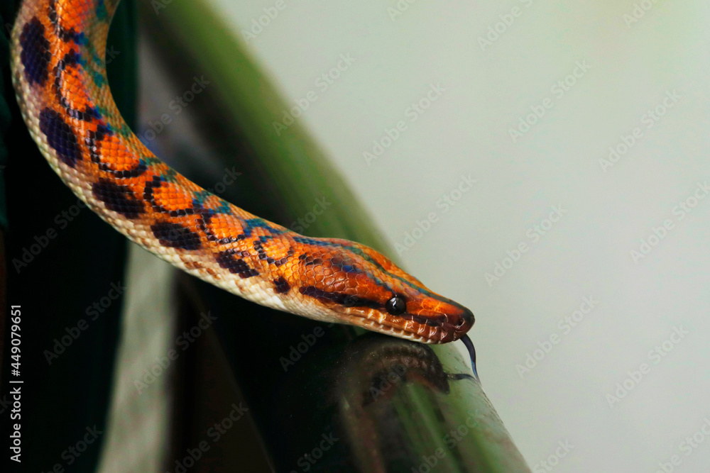 Foto de Detailed close up of a rainbow snake head. Its can reflect ...